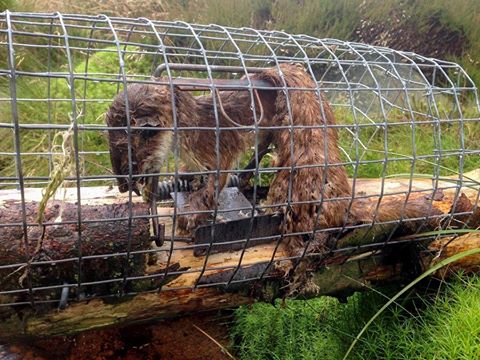 Traps of the Moscar Estate