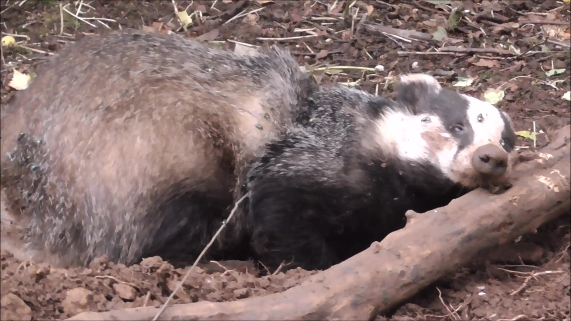 #SnareAware – Hunt Saboteurs Association